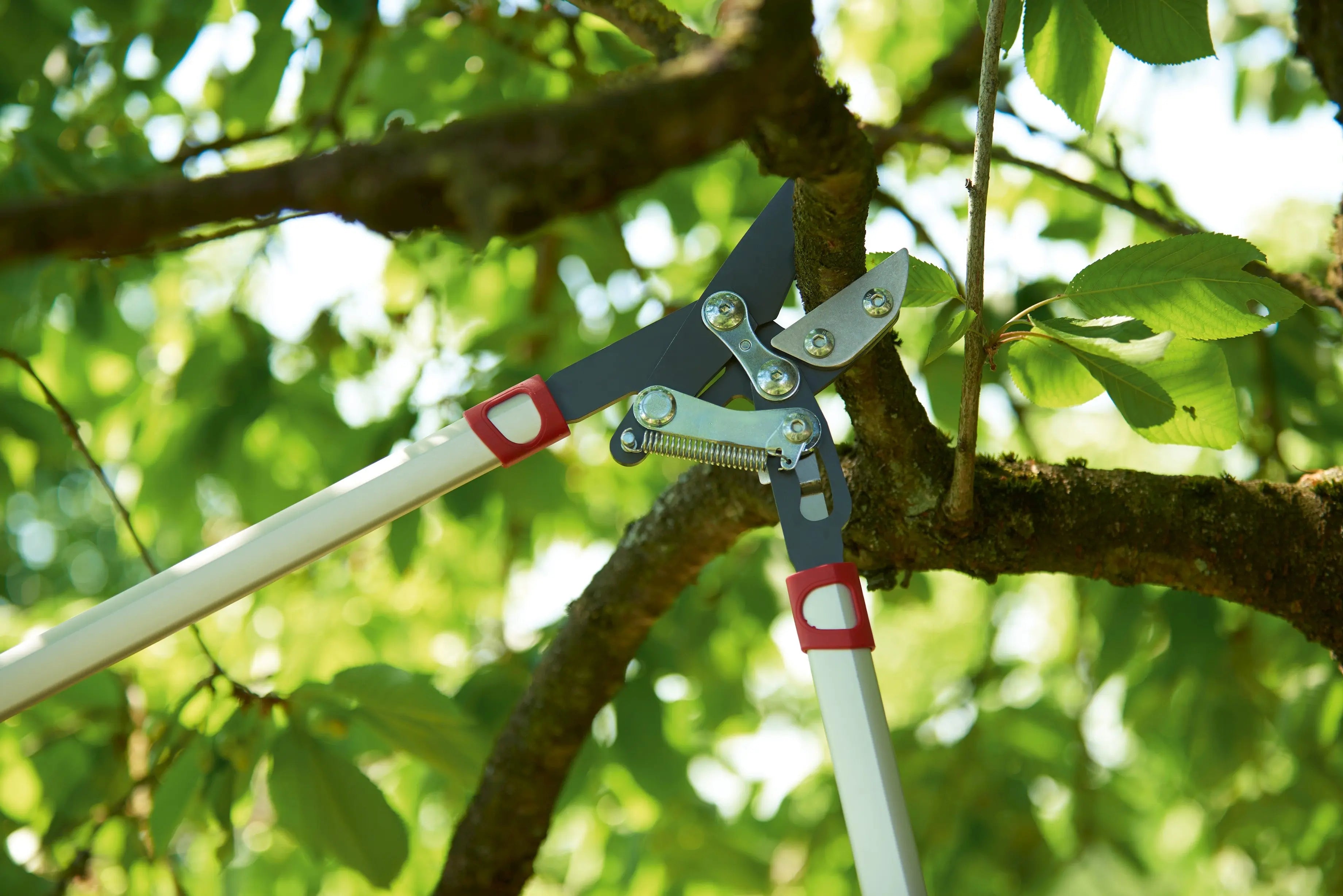 Loppers & Long Handled Pruners - Wolf Garten Bypass & Anvil - WolfOnline